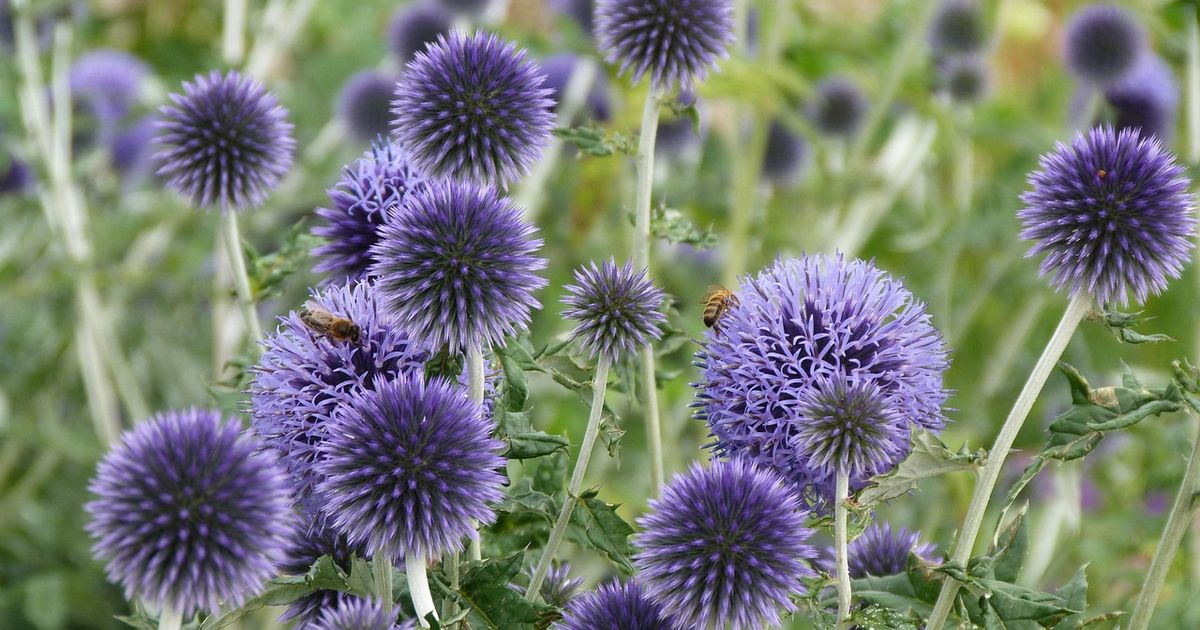 Echinops 'Blue Veitch' | Globe Thistle | Flower Seeds