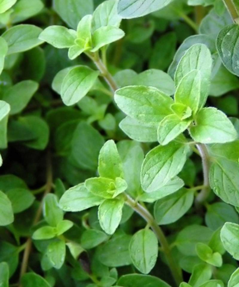 Modern Garden Grow Kit | Modern Gardening | Seeds by Post