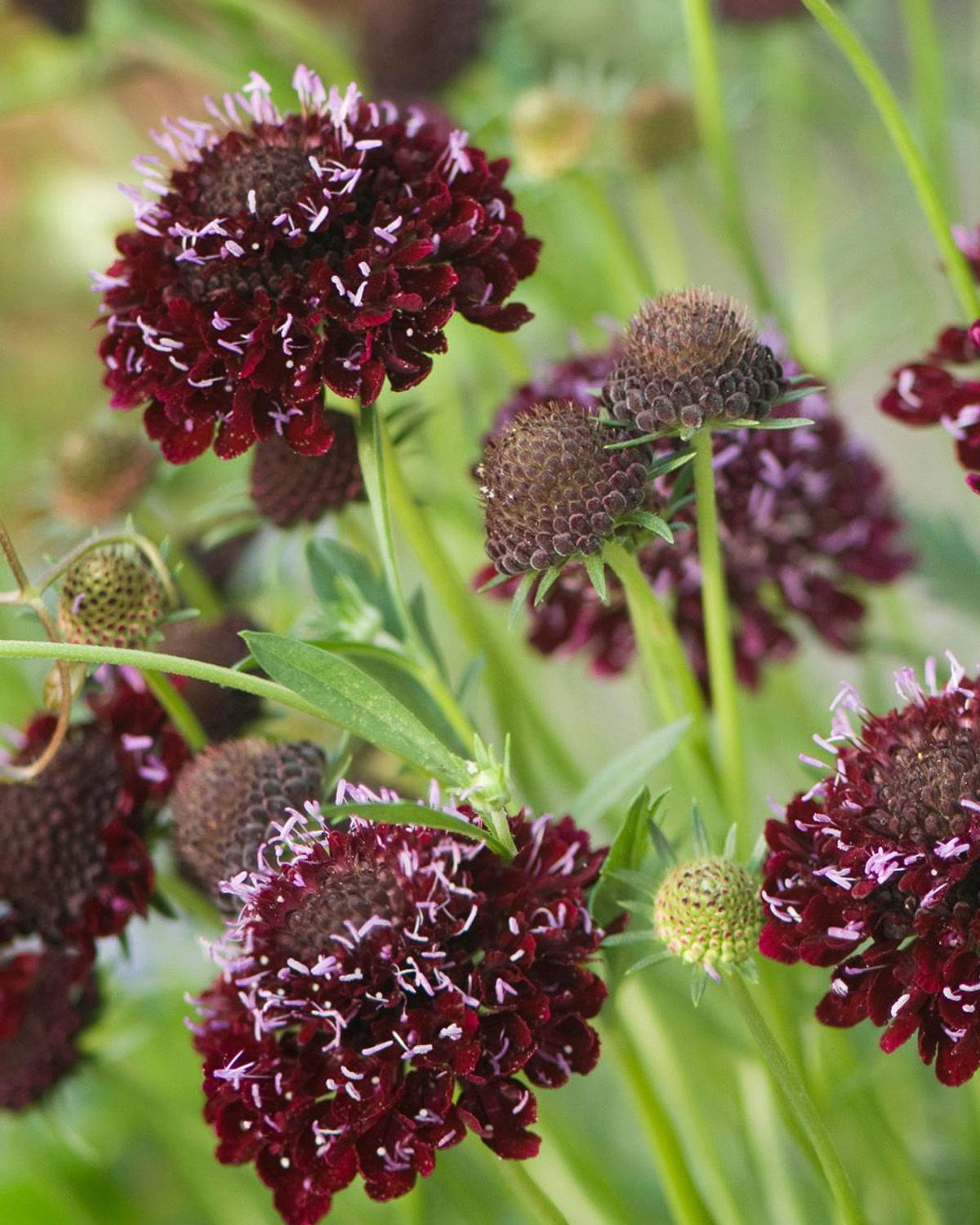 Scabious 'Black Knight' | Scabiosa Atropurpurea | Flower Seeds