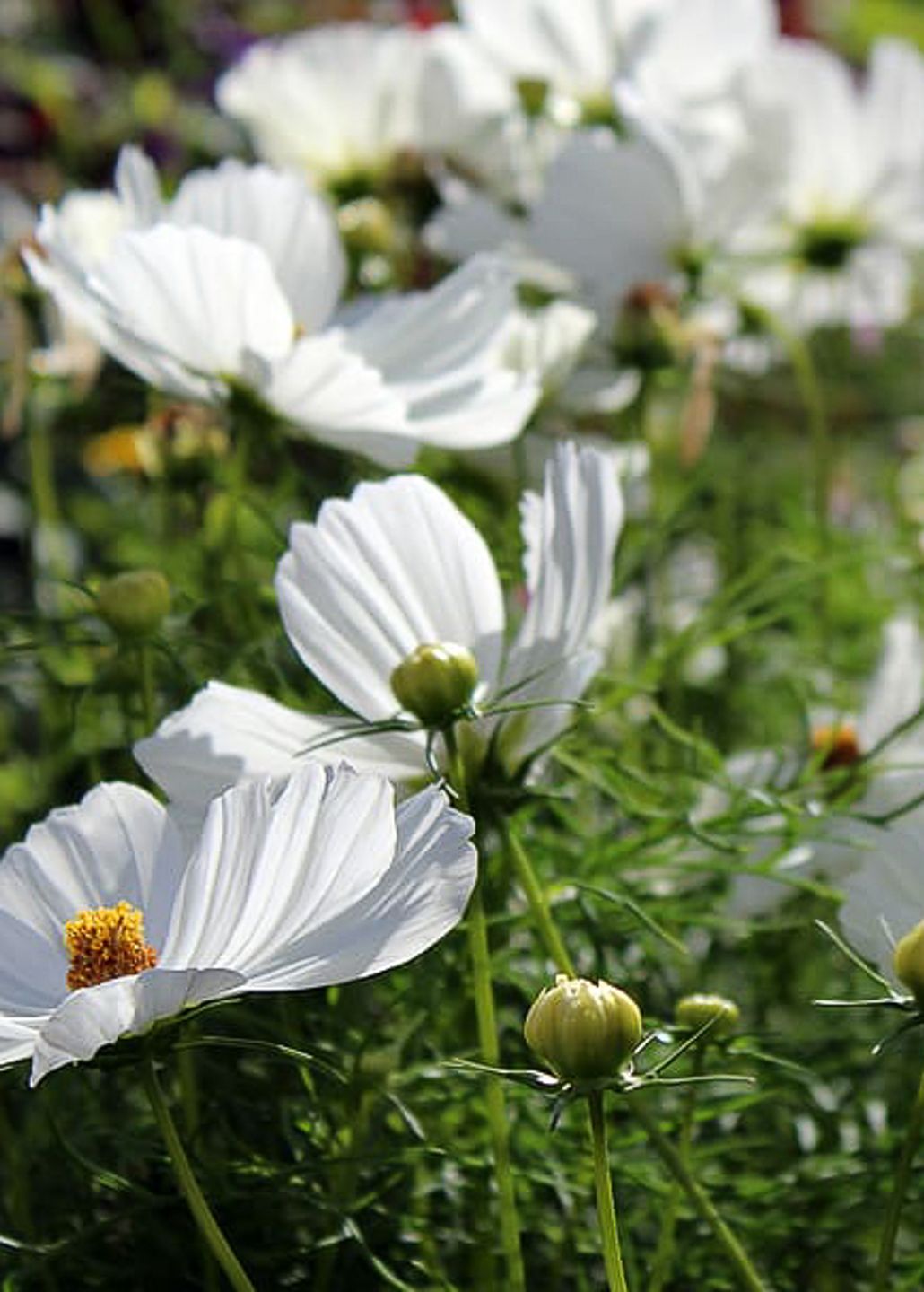 Cosmos bipinnatus ‘Purity’ Seeds | White Cut Flowers UK