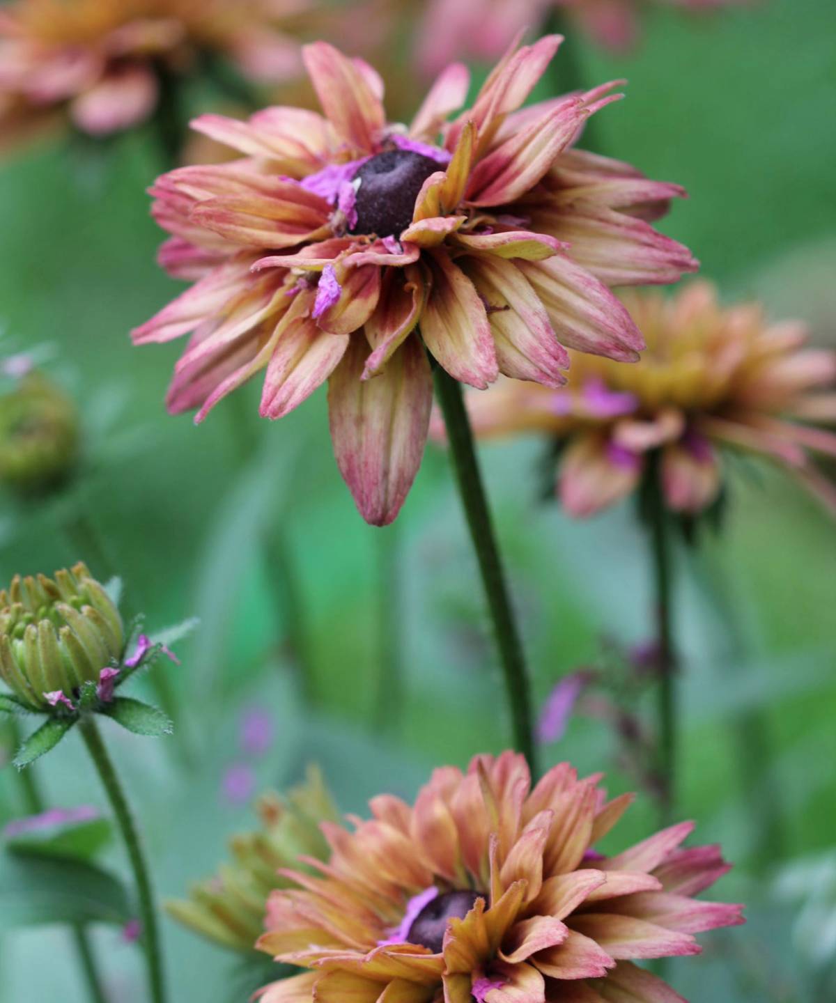 Rudbeckia 'Sahara' Seeds | Rudbeckia hirta