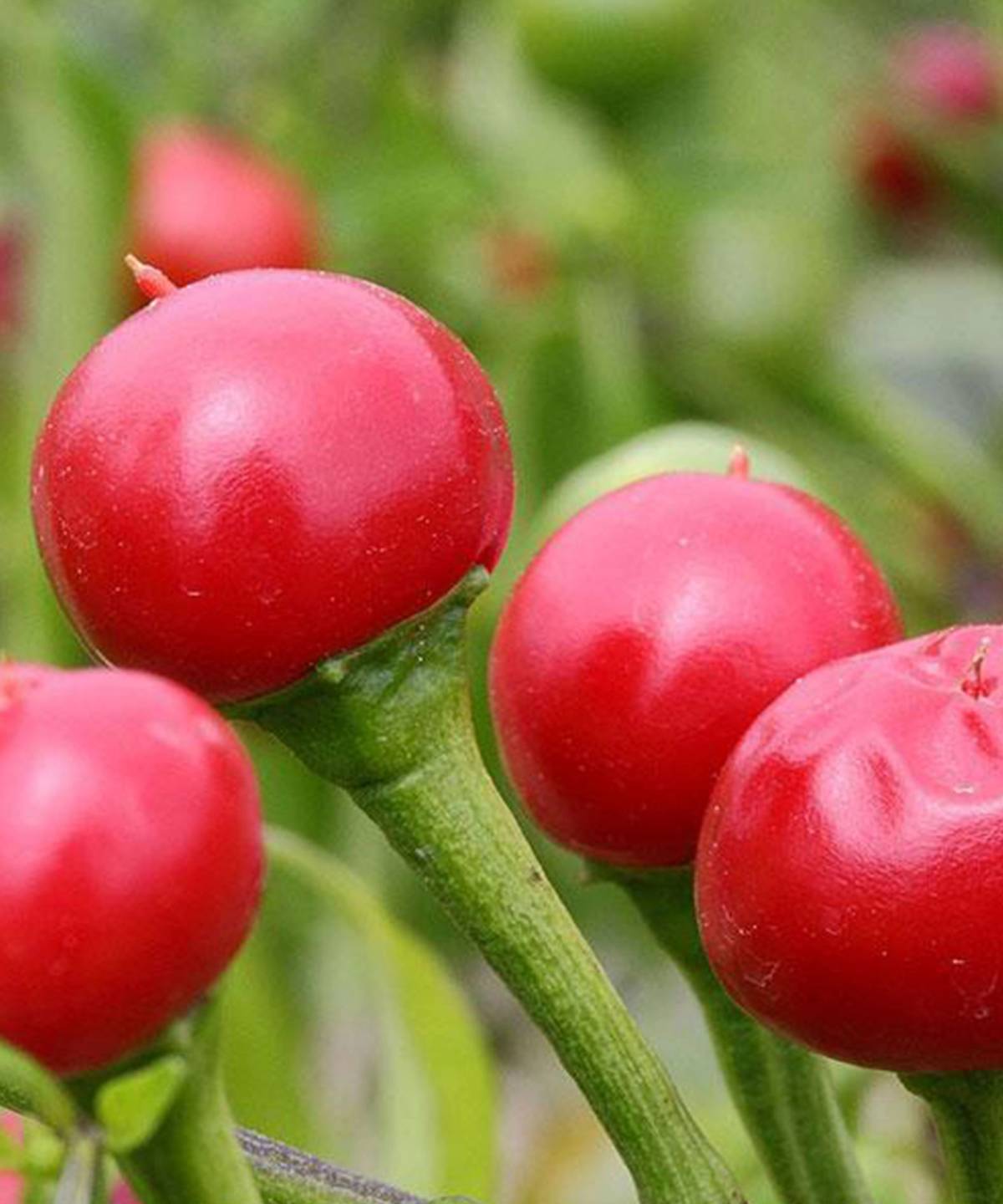 Chilli 'Little Bomb' Seeds | Capsicum annuum