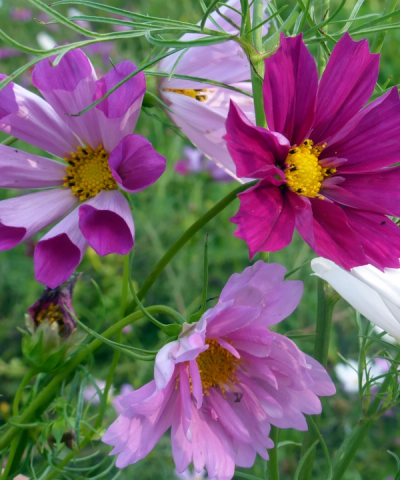 Cosmos 'Seashells Mixed' Seeds | Cosmos bipinnatus