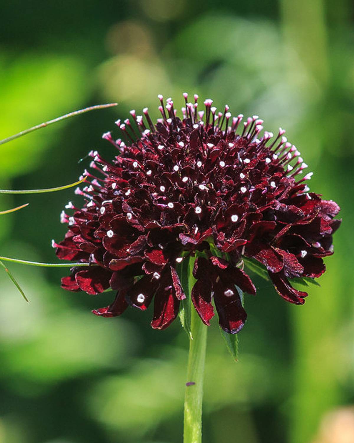 Scabious 'Black Knight' | Scabiosa Atropurpurea | Flower Seeds