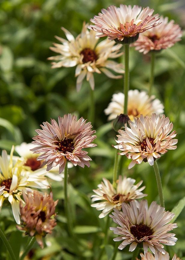 Calendula 'Pygmy Buff' Seeds | Compact Edible Flowers | Herboo