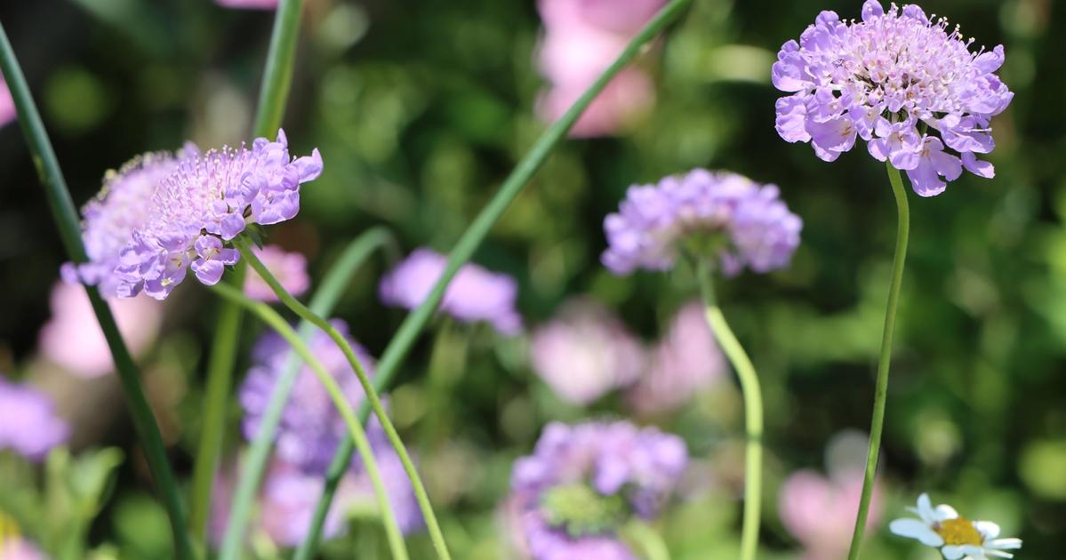 How to Grow Scabious | Scabious Plant Care