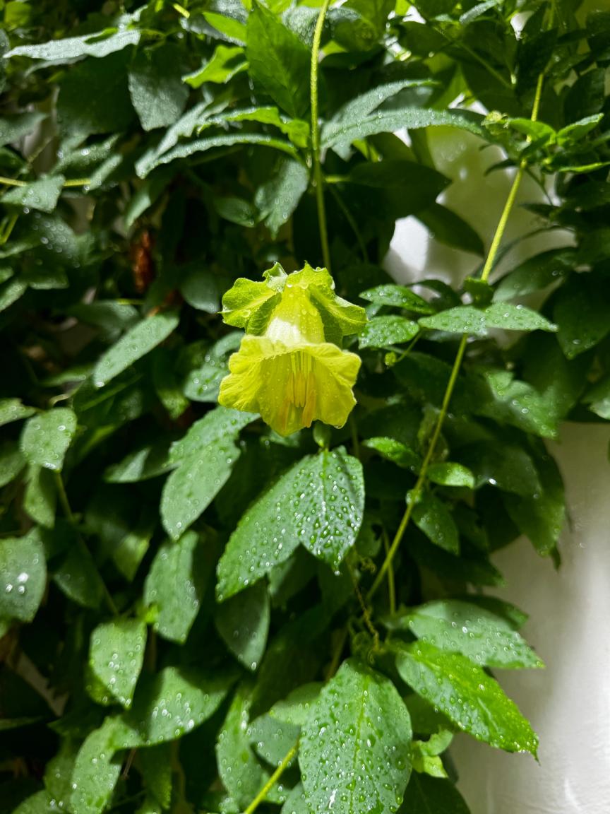 Cobaea Scandens Alba Seeds | Herboo