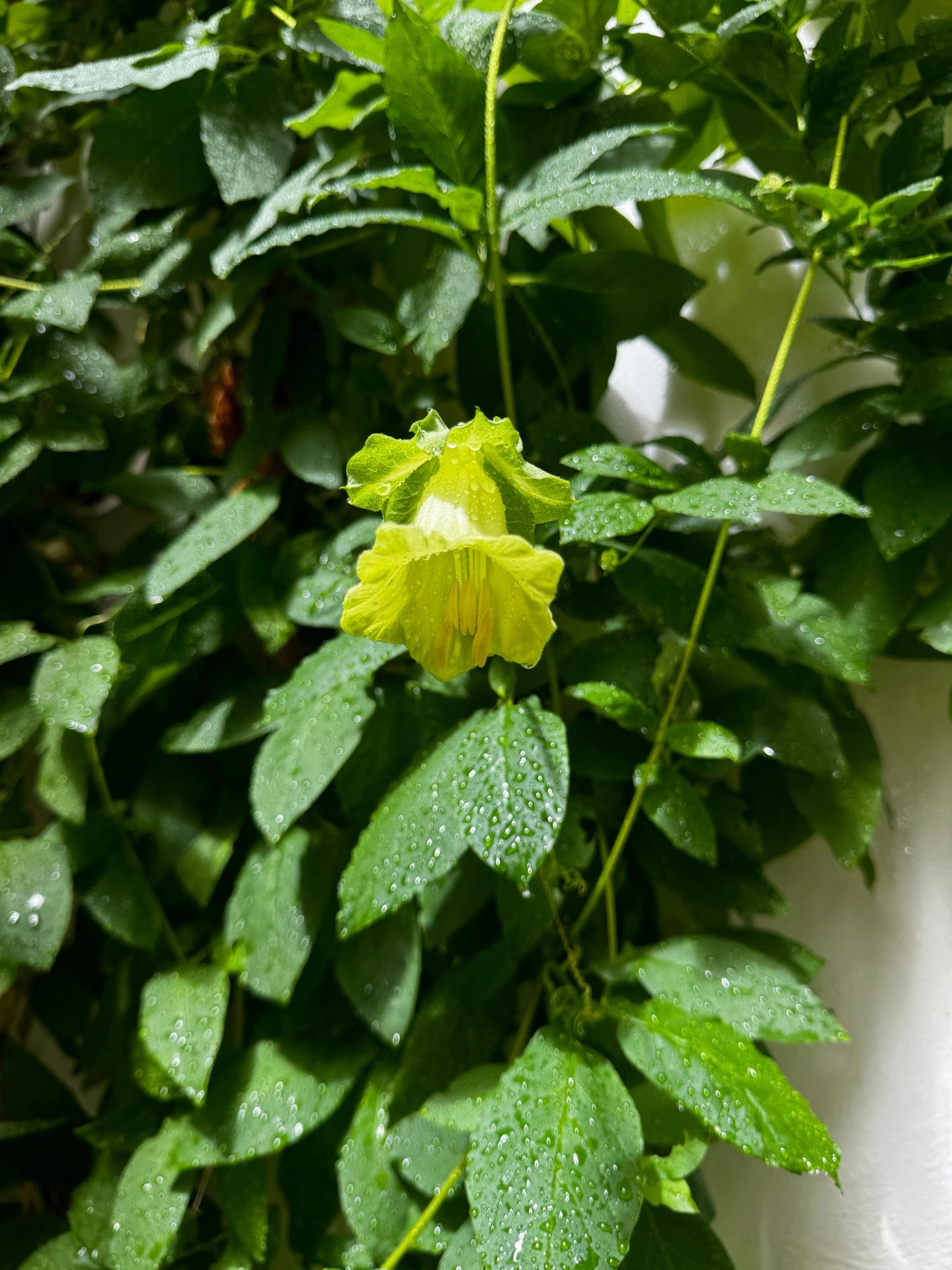 Cobaea Scandens Alba Seeds | Herboo