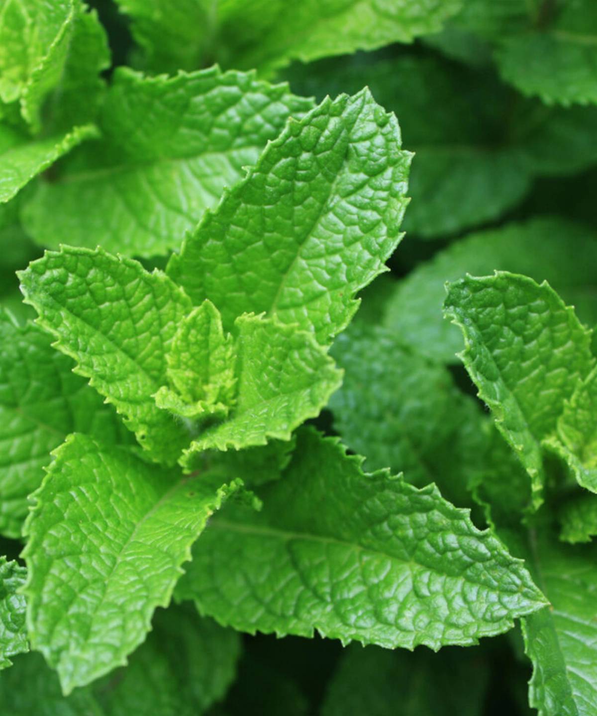 Cocktail Herbs Seed Set | Gift Seed Sets