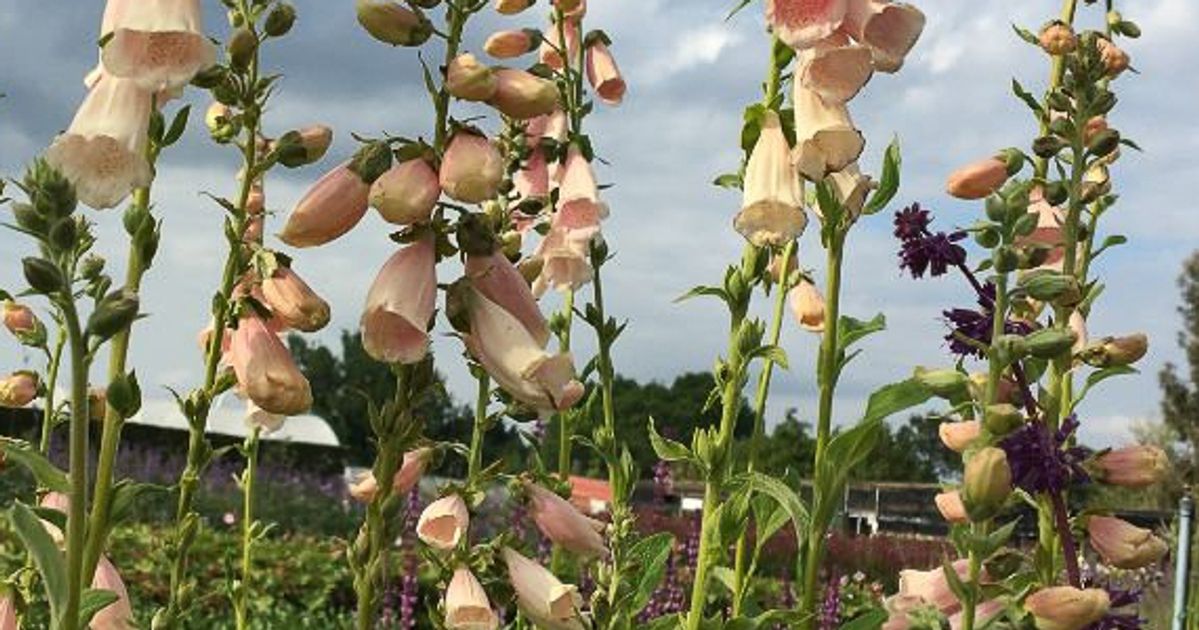 Native Seed Set | Gift Seed Set