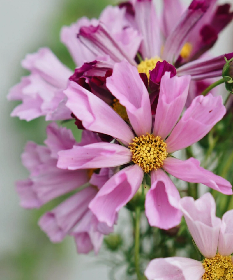 Cosmos Seed Set | Gift Seed Sets