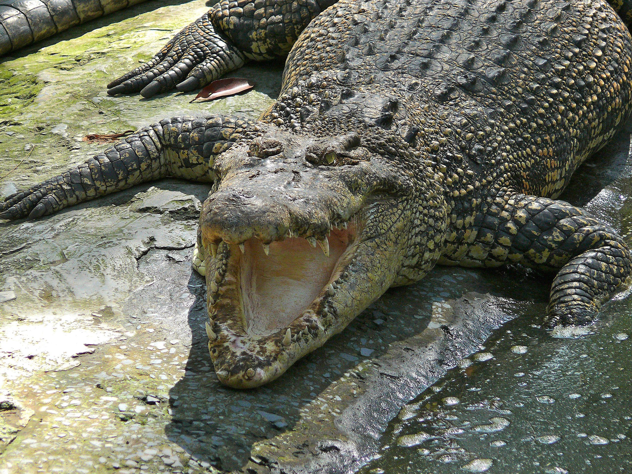 Miri Crocodile Farm: Wildlife Encounters, Ticket Prices & Visitor Tips ...