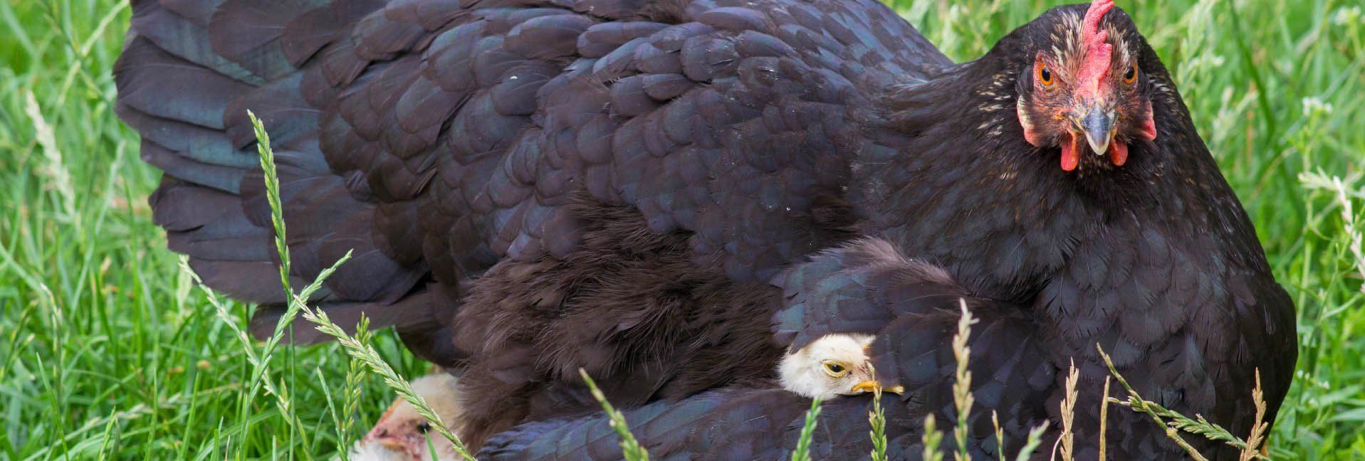 History and Importance of the National Poultry Improvement ...