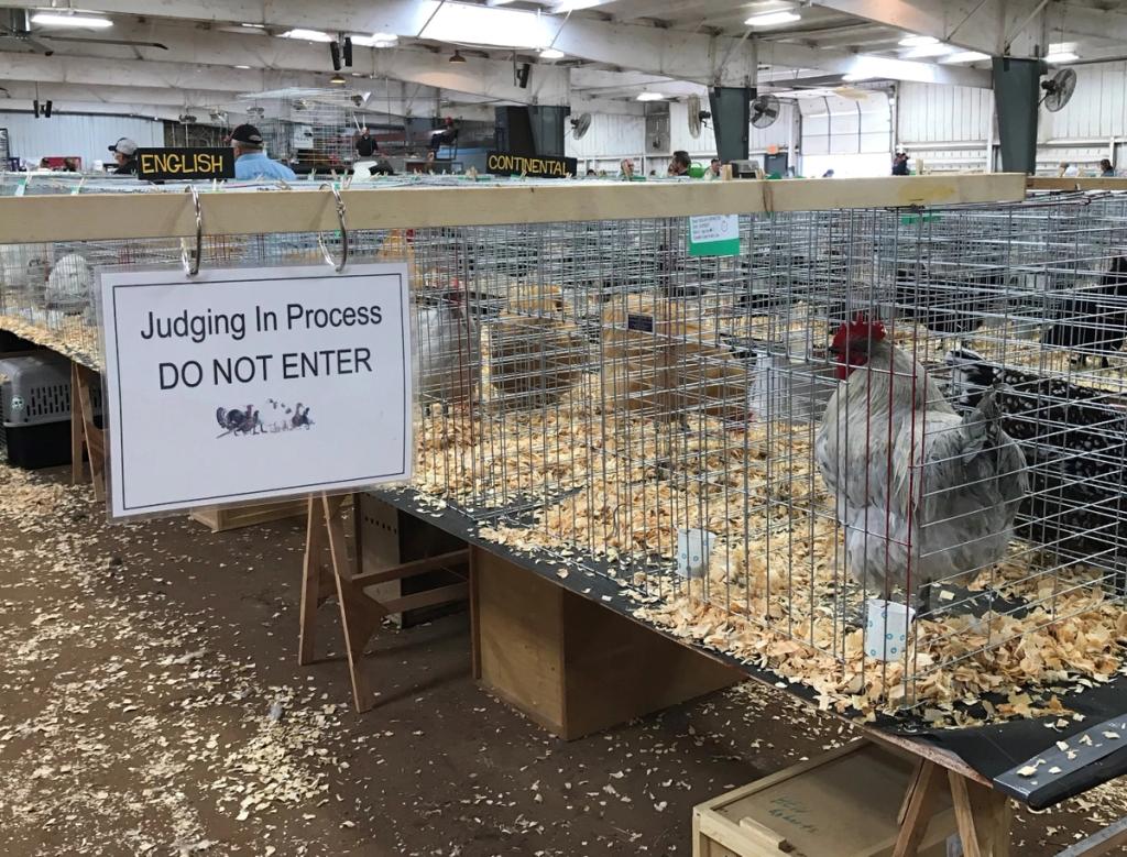 A Beginner's Guide to Navigating Poultry Shows