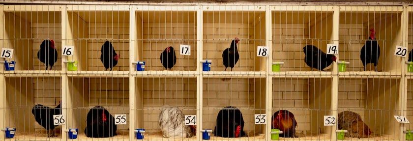 Judging Poultry
