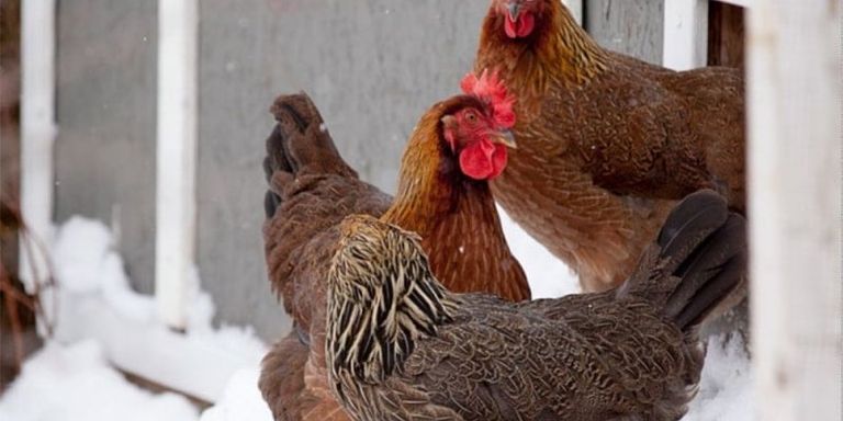 Ear Canker—What You Need to Know