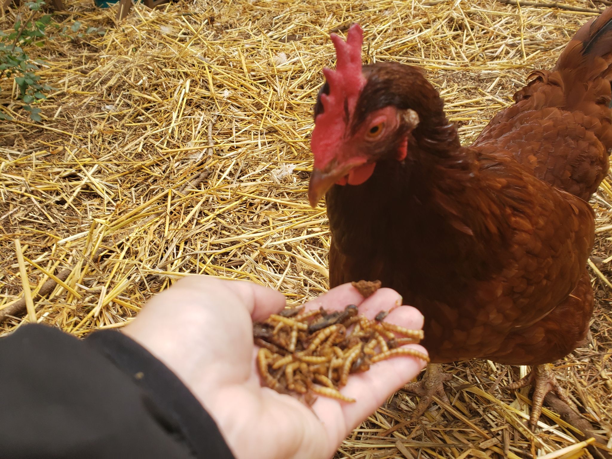 Chicken Coop Checklist
