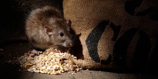 Rodent Control: In and around the coop