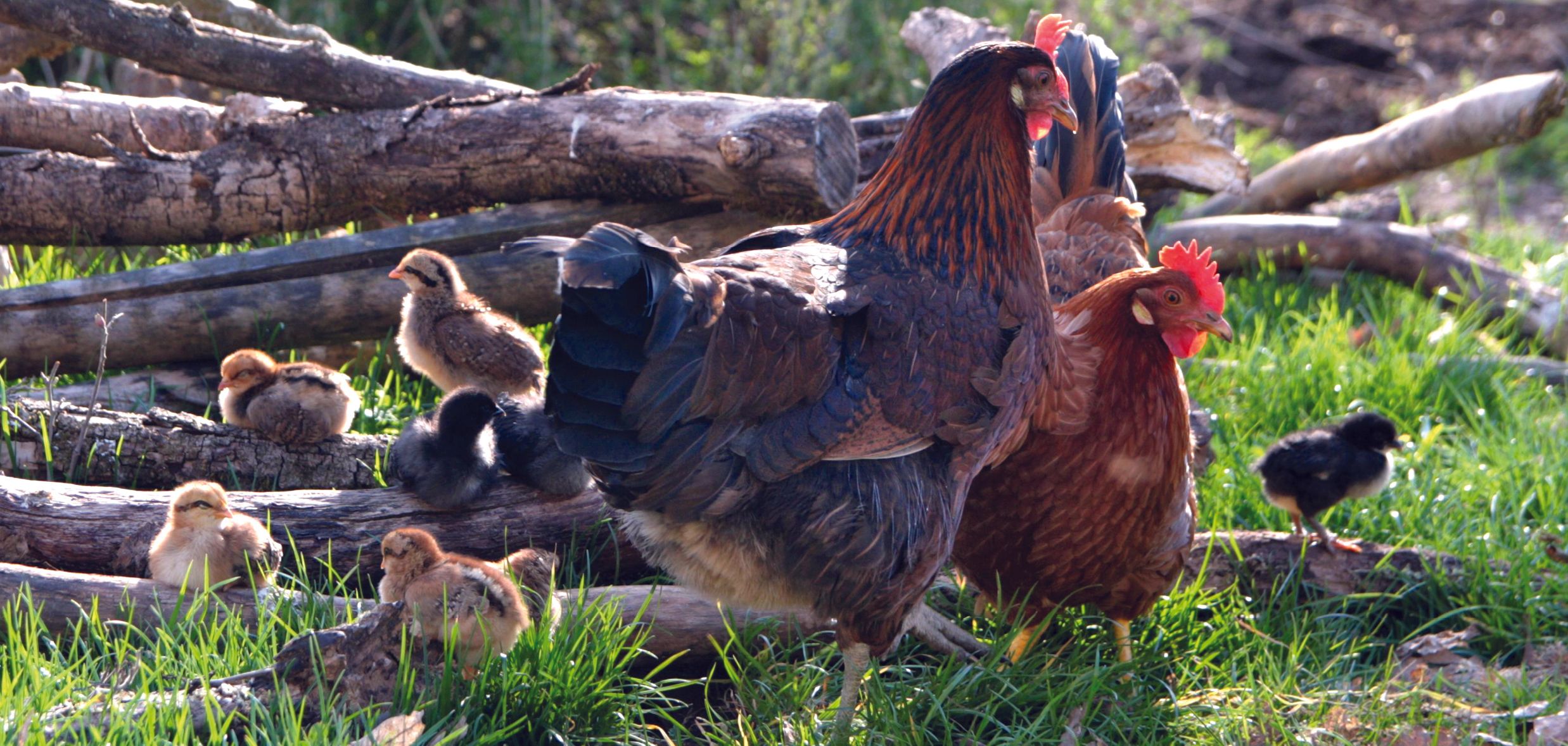 Spring Breeding Prep: Tips for Healthy, Productive Birds