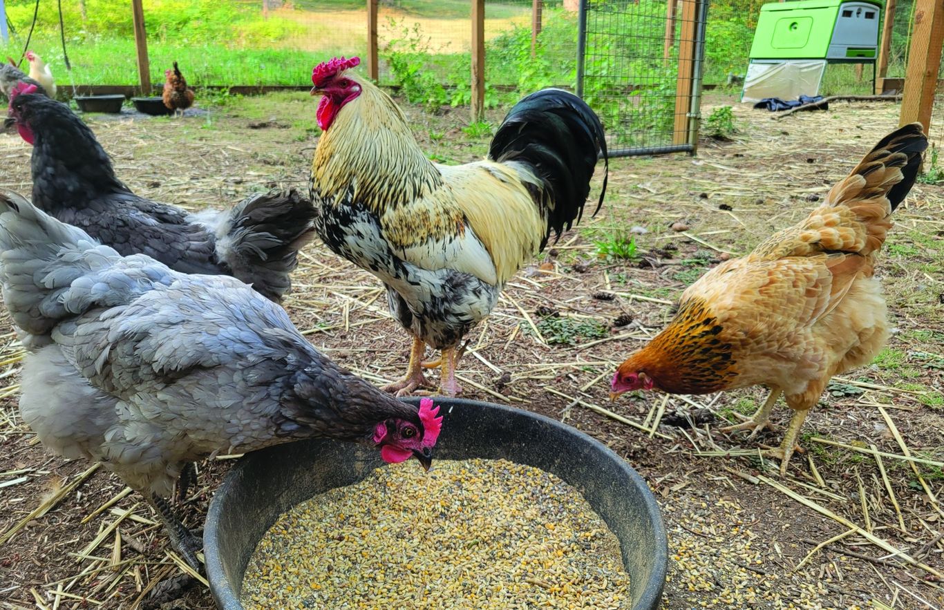 Chicken Whisperer | Your Ultimate Guide to Raising Chickens