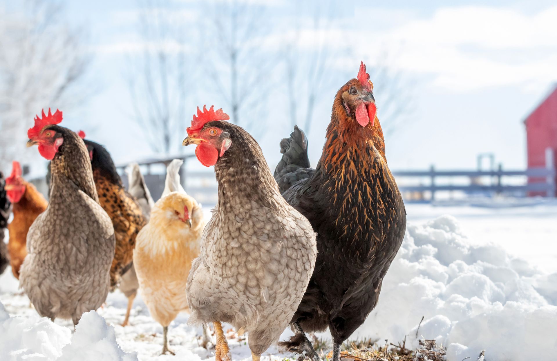 Chicken Whisperer | Your Ultimate Guide to Raising Chickens