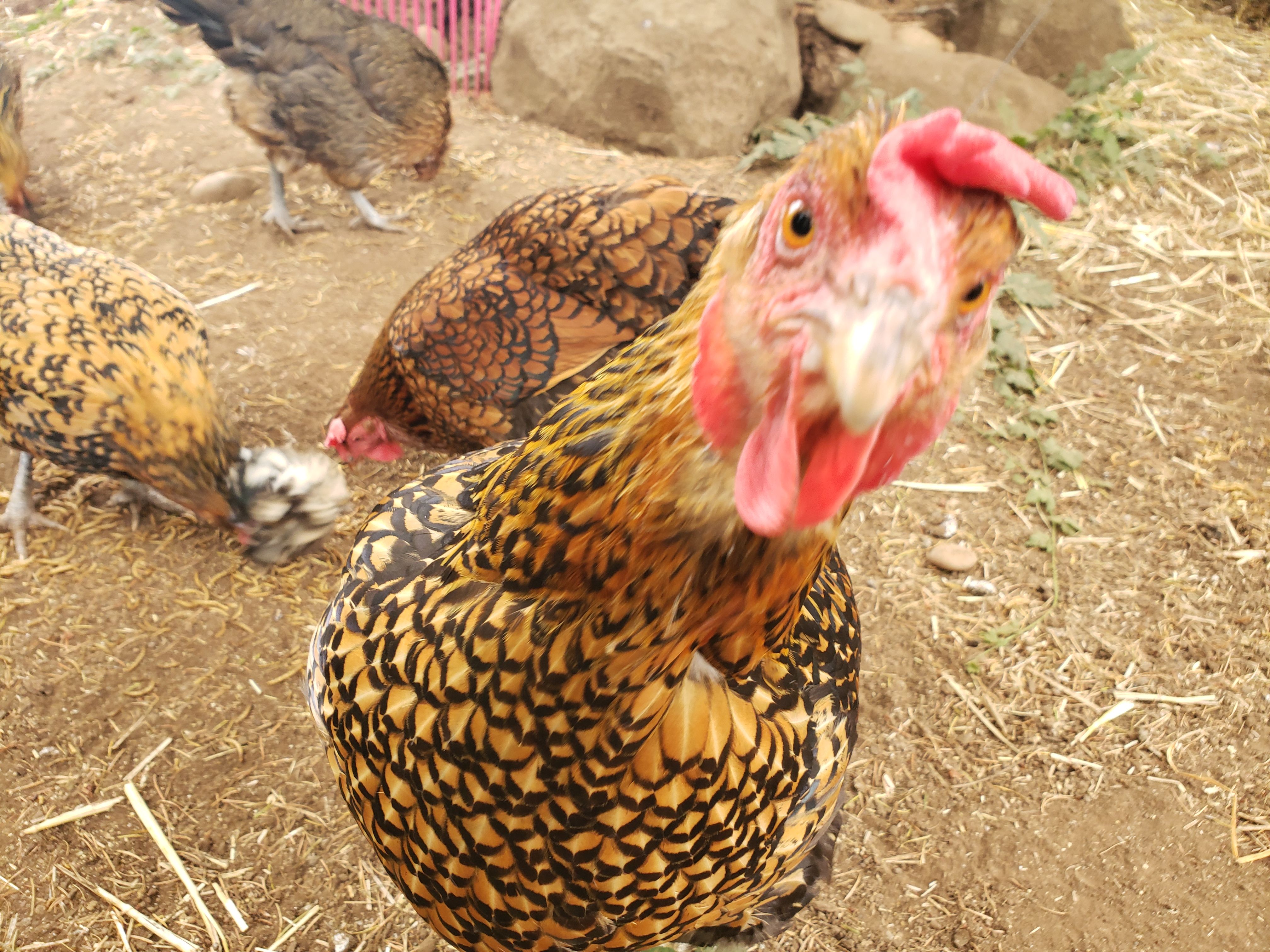 Navigating the Daily Challenges of Chicken Keeping