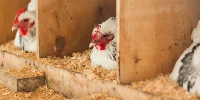 Think Bigger - Emus bring scope to backyard poultry