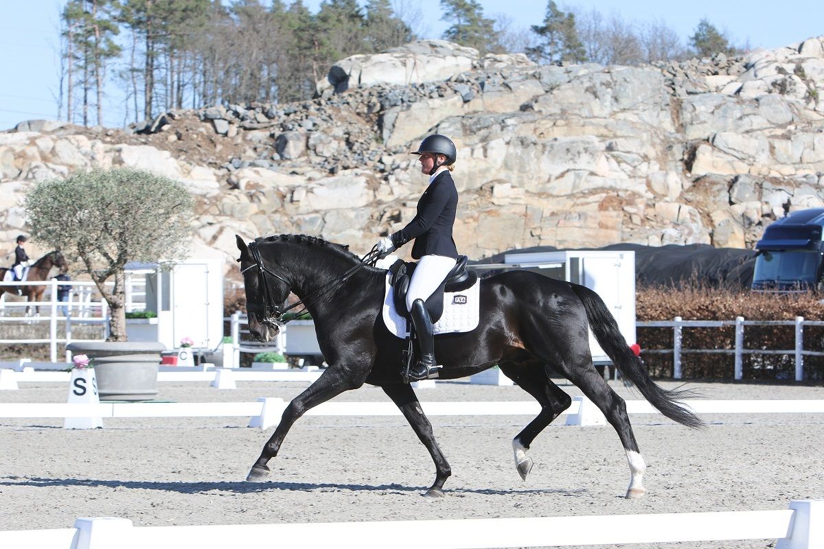 Calique V – drømmehesten med litt ekstra bagasje