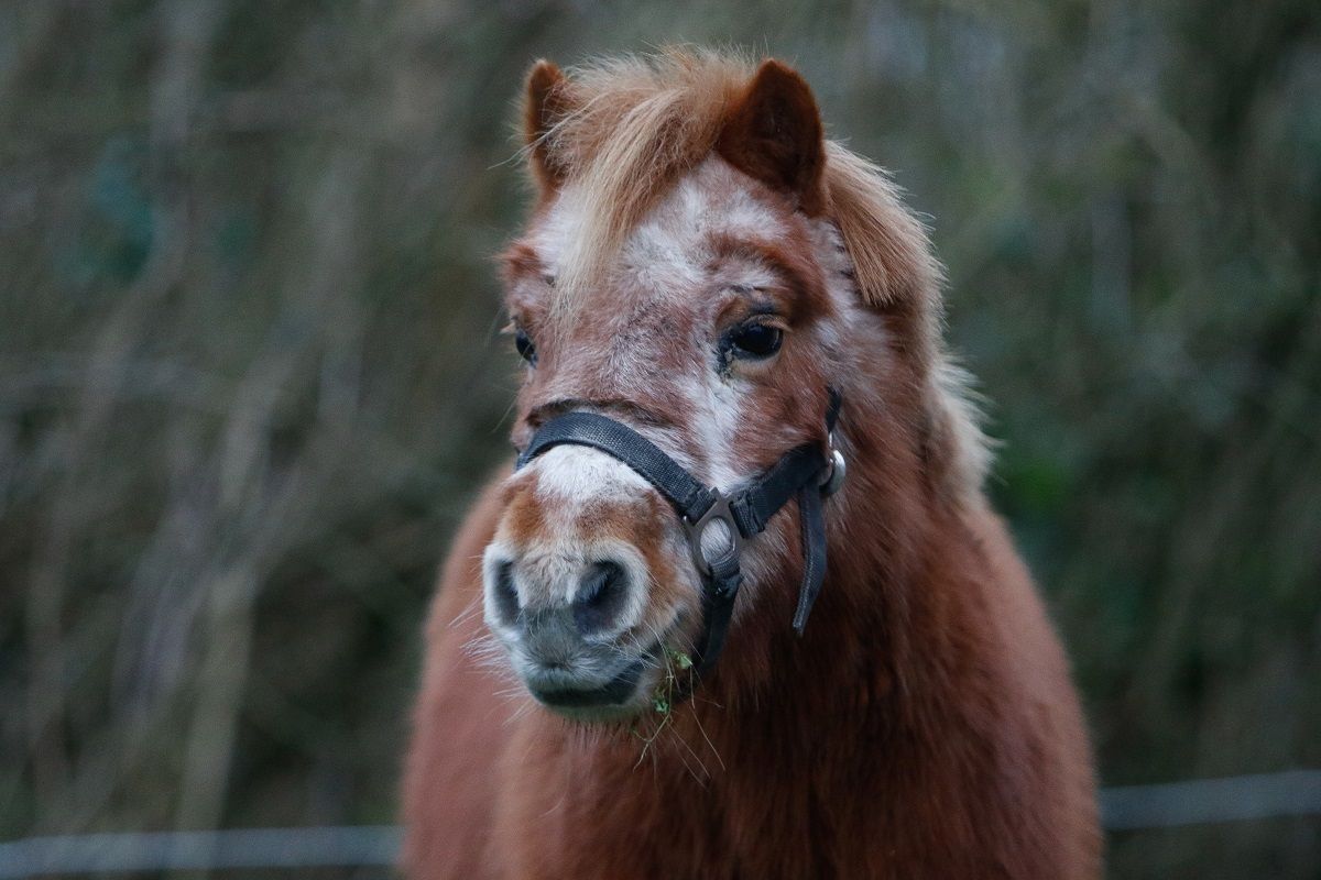 Ta vare på seniorhesten