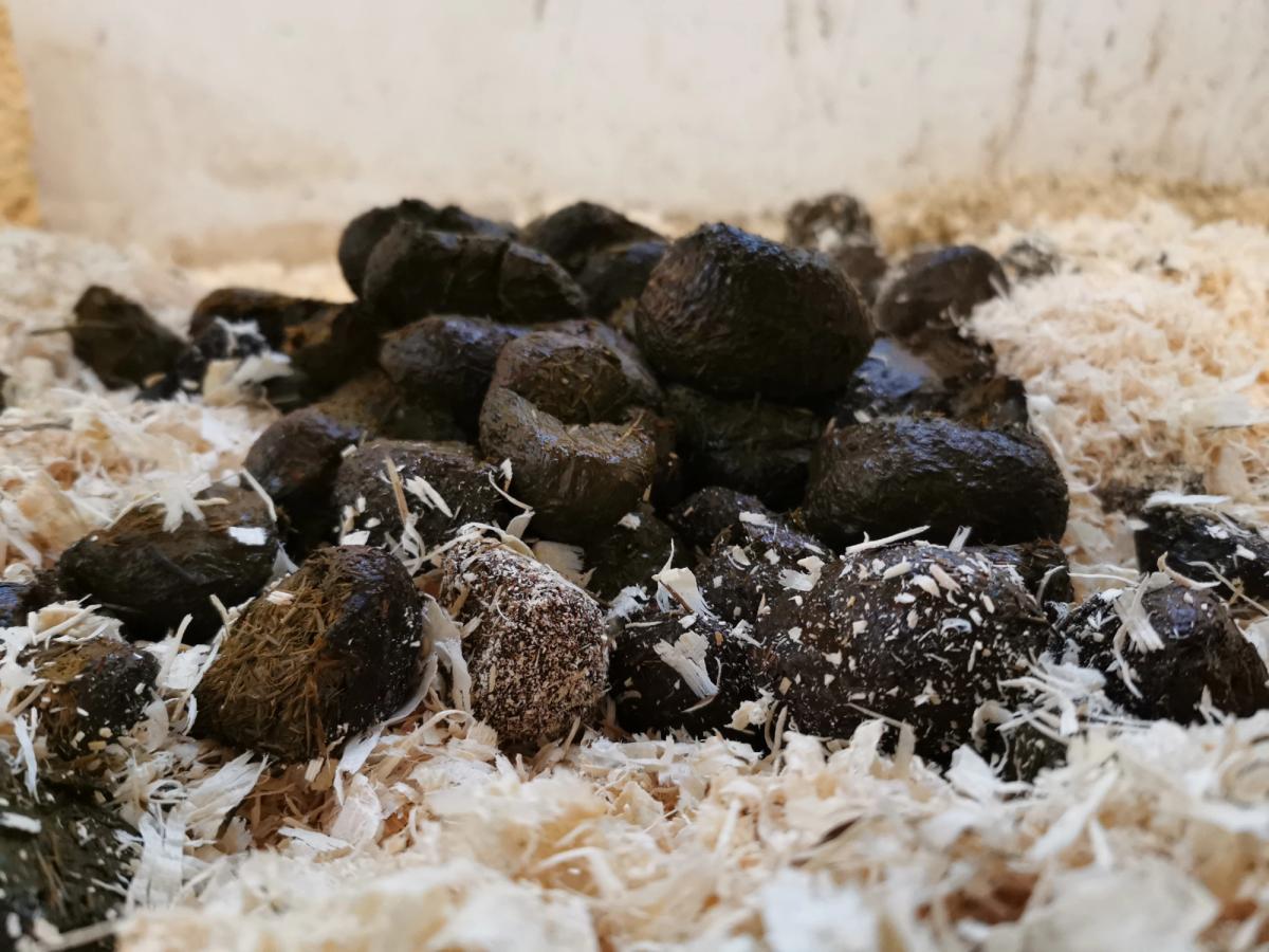 Hva vet du om hestebæsjen?