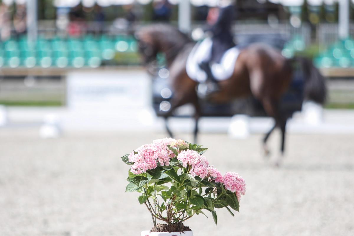 Program dressurkonferansen 2024