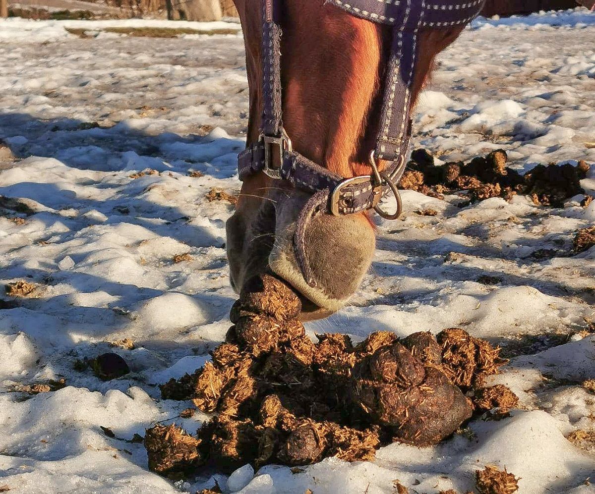 Hvorfor spiser hesten min avføring?