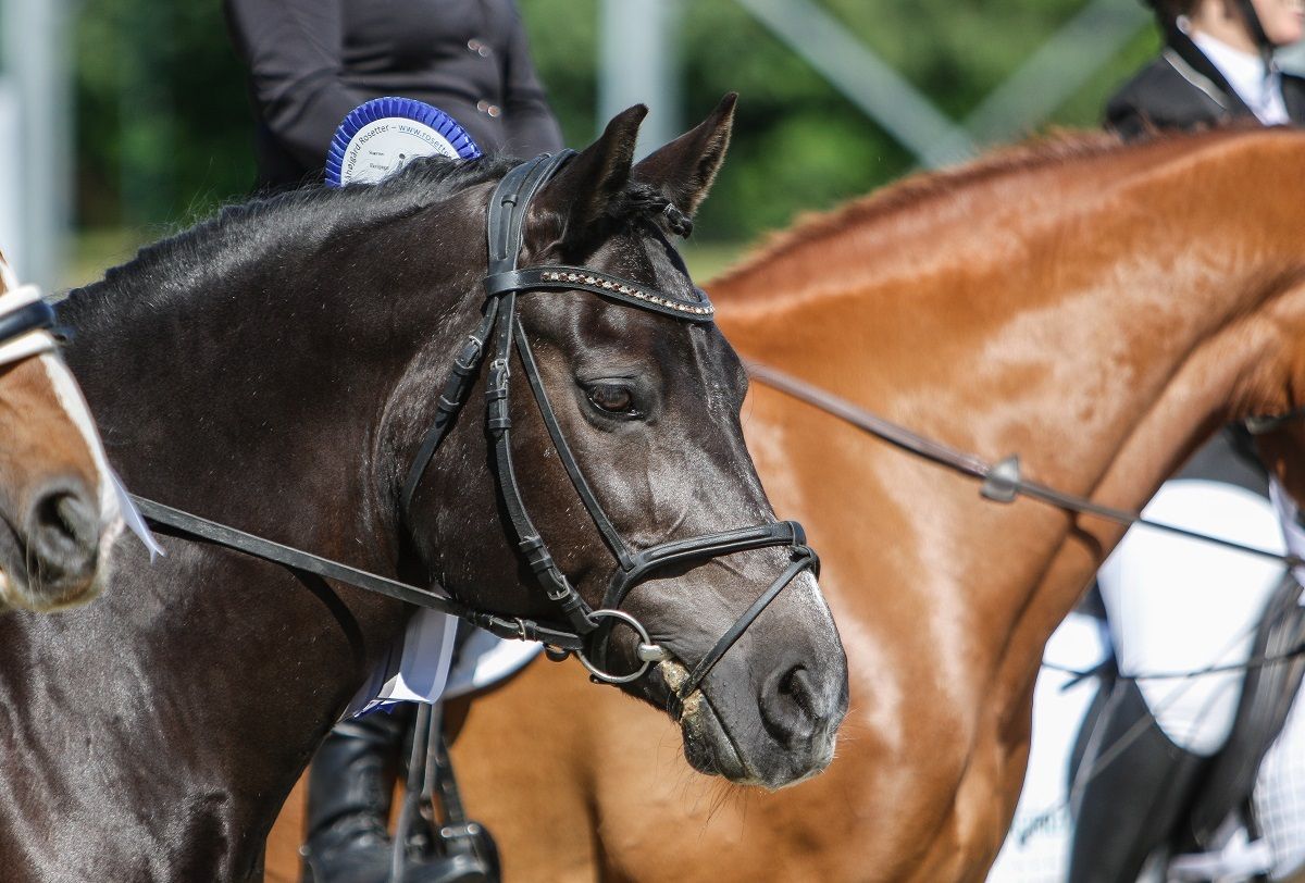 Nytt om antidoping hest