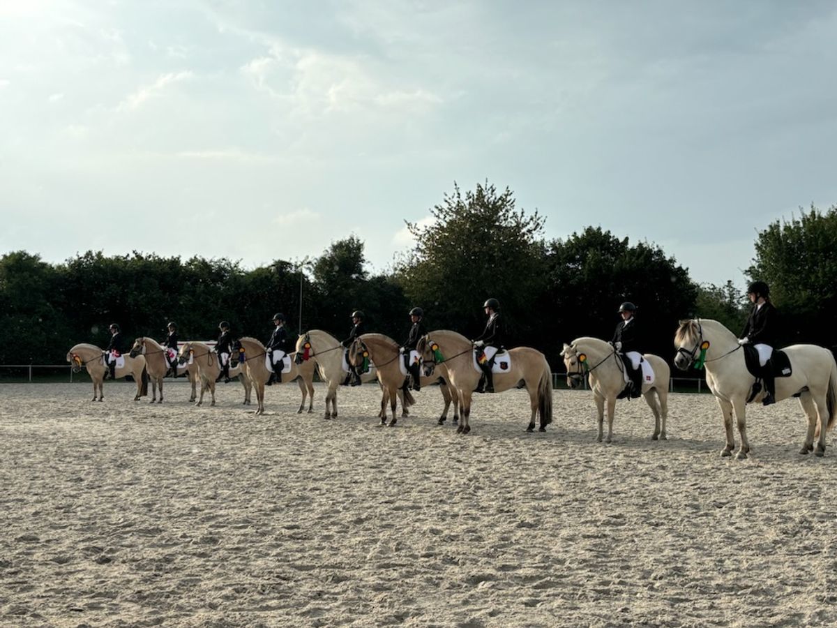 Flere norske plasseringer i EM Fjordhest