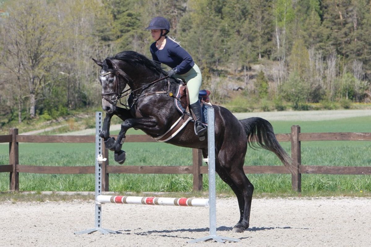 Invitasjon til unghestsamling