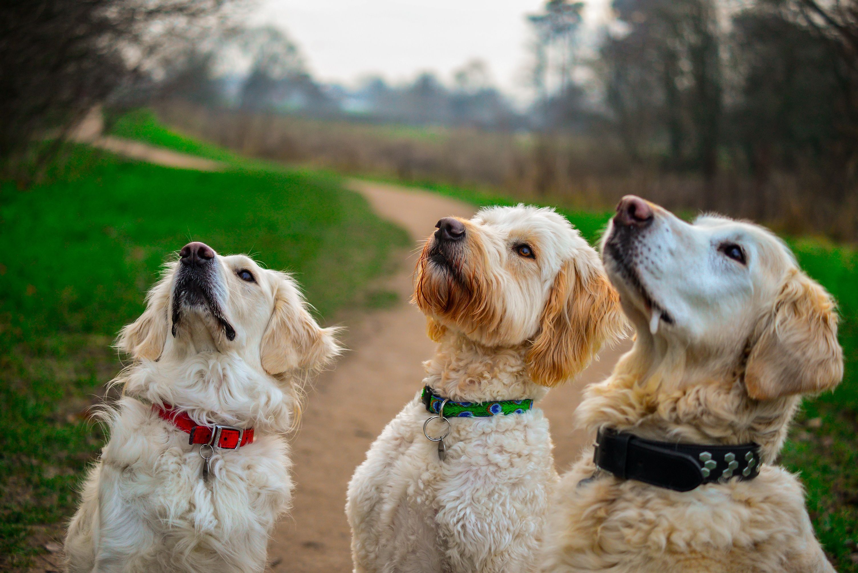 "Paws" and Think Before Choosing a Family Dog