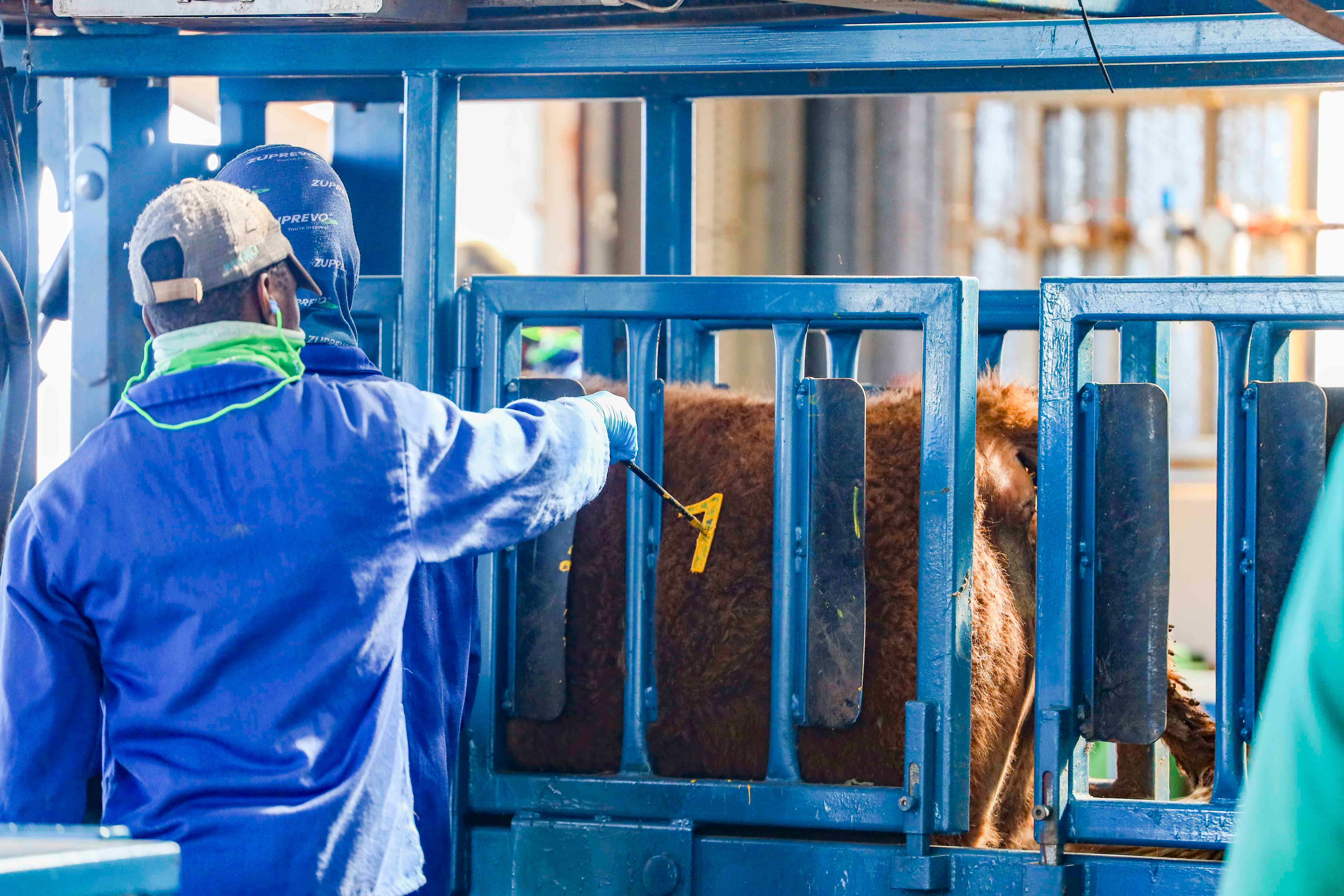 Vaccine Shortages Trigger National Food Security Warning as Milk