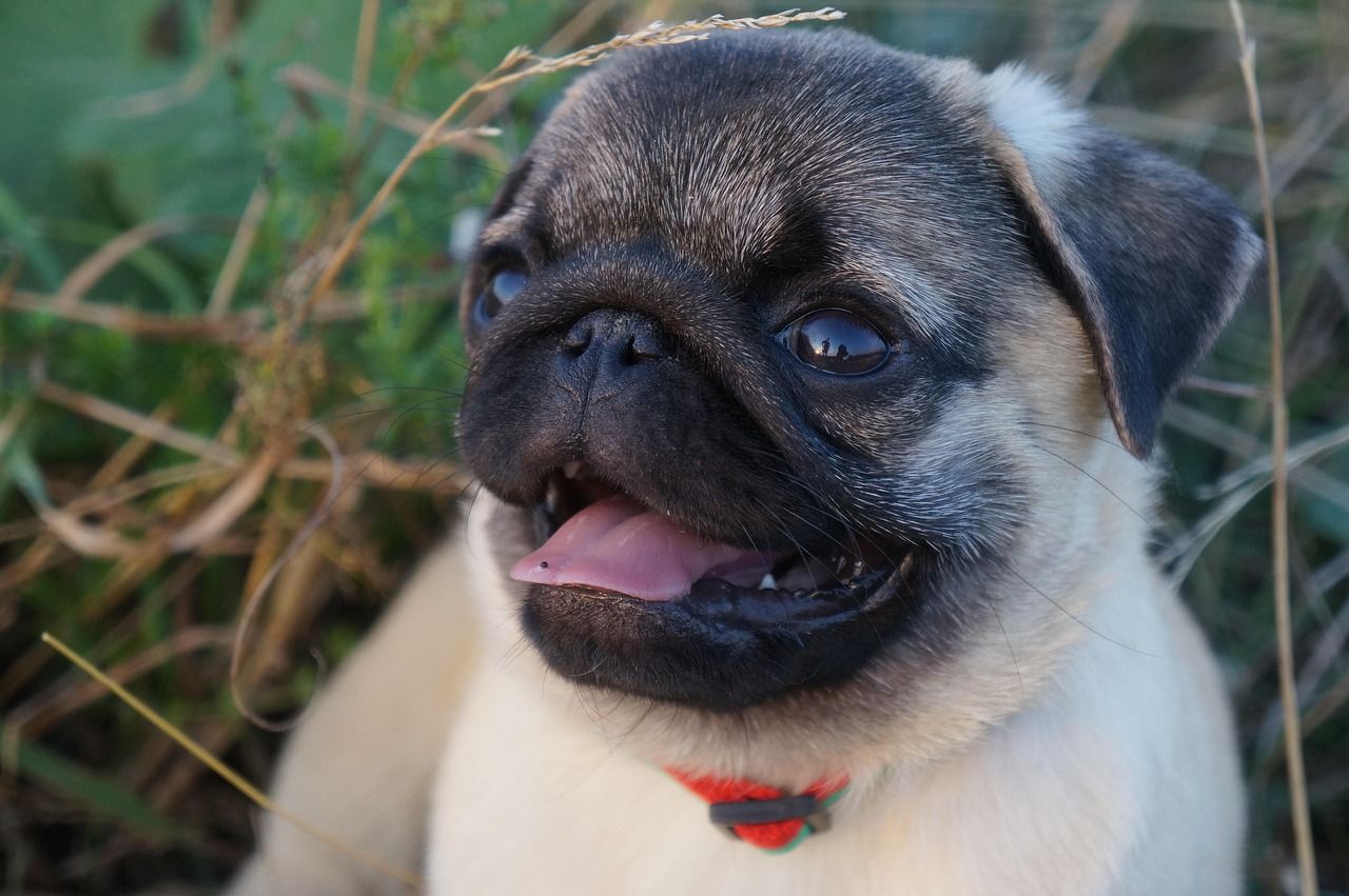 Squishy Faces, Serious Problems: Why Brachycephalic Dogs Need