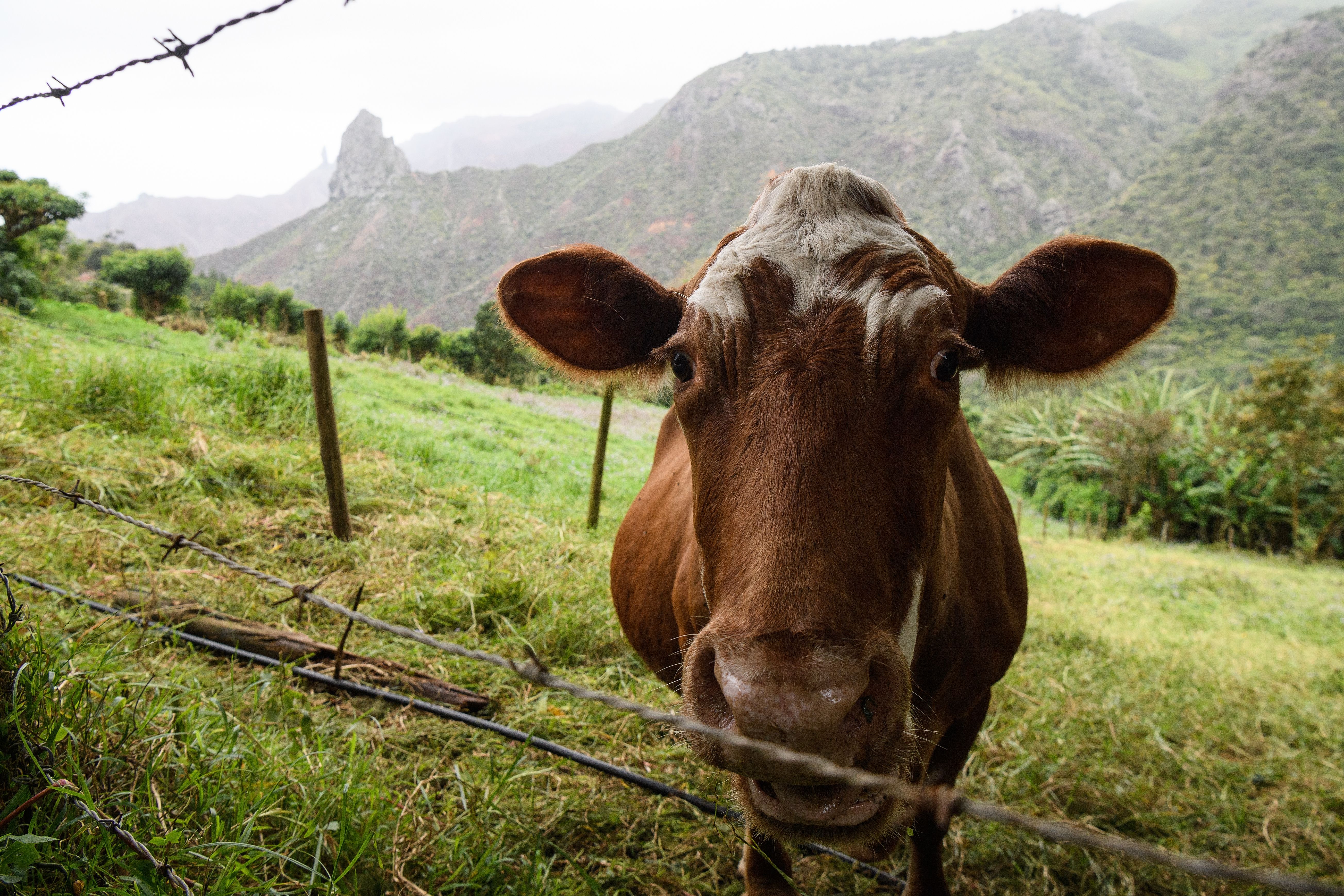 The Strategy to Control the FMD Epidemic