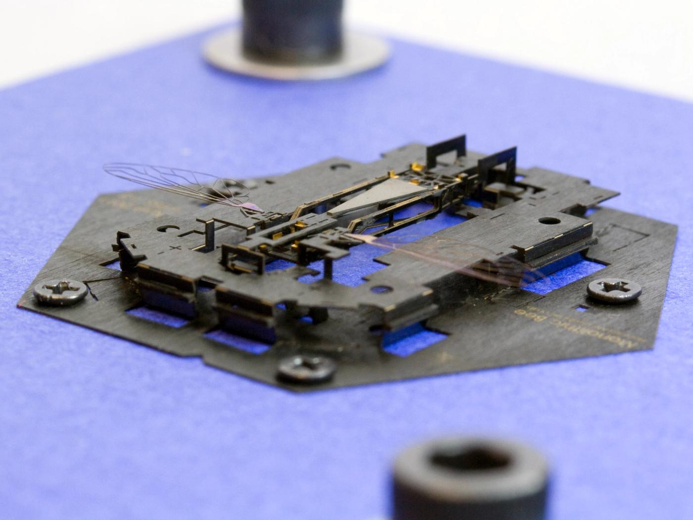 RoboBee - ROBOTS: Your Guide to the World of Robotics