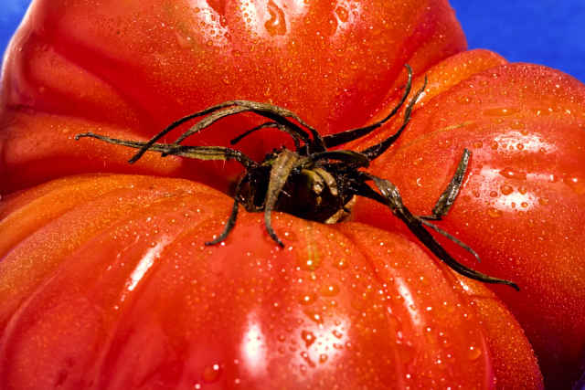 Flashfood | The app for grocery's best kept deals