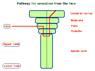 Facial sensation (diagram of pathway) – Primary Care Notebook - GPNotebook