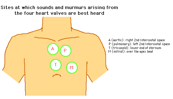 Área mitral para auscultación – GPnotebook