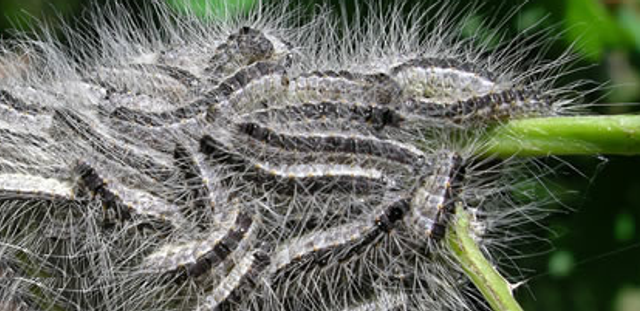 Caterpillar dermatitis – GPnotebook