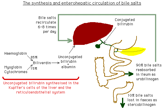 Diagram of the enterohepatic circulation of bile salts – GPnotebook