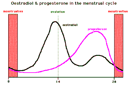 Graph of sex hormone levels during the menstrual cycle – GPnotebook ...