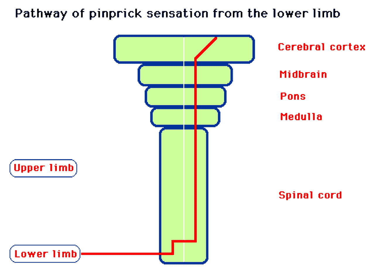 Diagram of the pathway for pinprick from the leg – GPnotebook