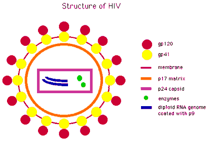 Diagram showing the structure of HIV – GPnotebook