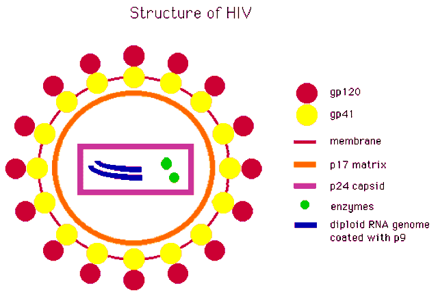 Diagram showing the structure of HIV – GPnotebook