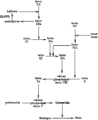 Diagram of the clotting cascade – Primary Care Notebook